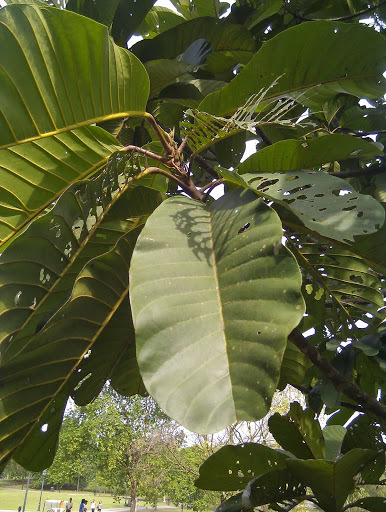 (Neesia altissima) - Botanical Realm