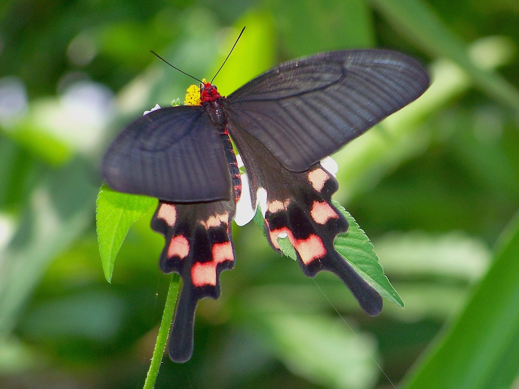 Pink-spotted Windmill from Taipei Zoo Butterfly Park on May 20, 2016 by ...