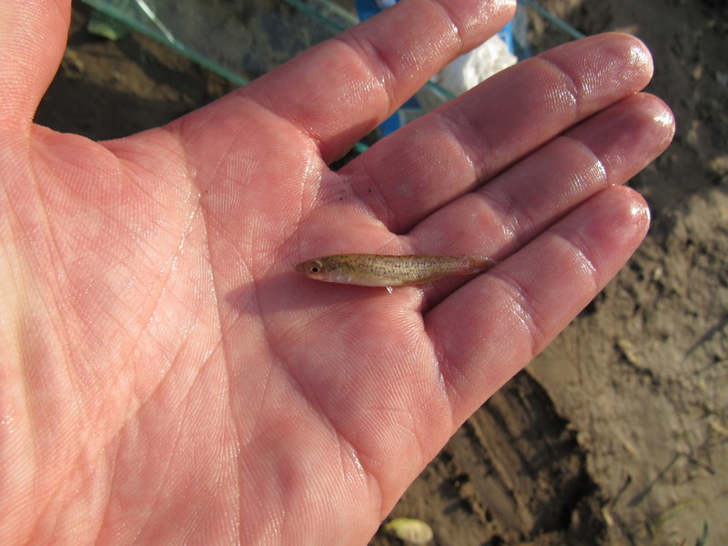 Northern Studfish from Washington County, MO, USA on April 27, 2020 at ...