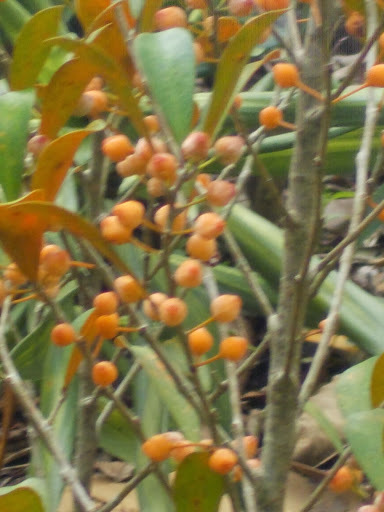 Sandy-Leafed Fig (Ficus heteropleura) - Botanical Realm