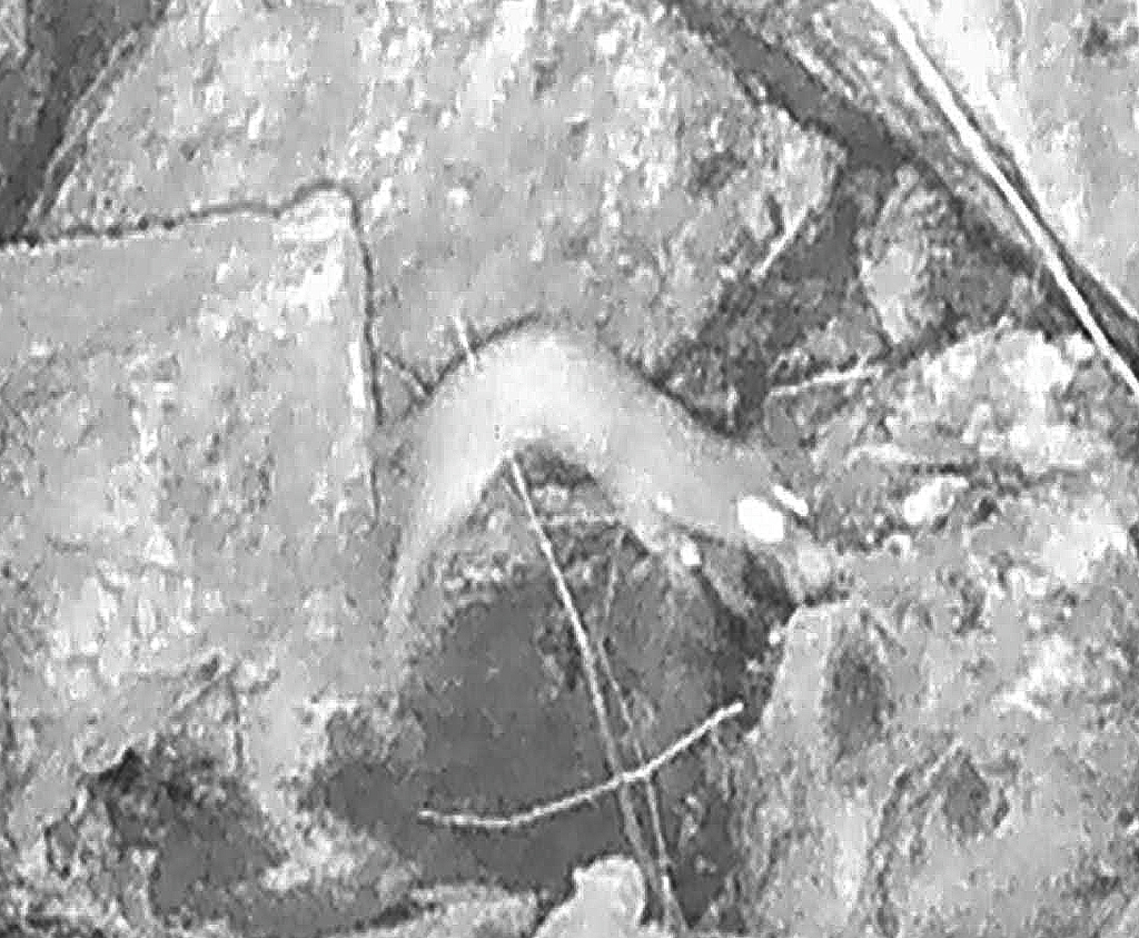 Long-tailed Weasel from Bellefonte, PA 16823, USA on April 25, 2020 at ...