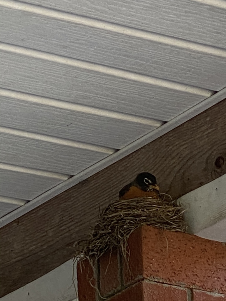 American Robin from Earl Rd, Goldsboro, NC, US on April 28, 2020 at 04: ...