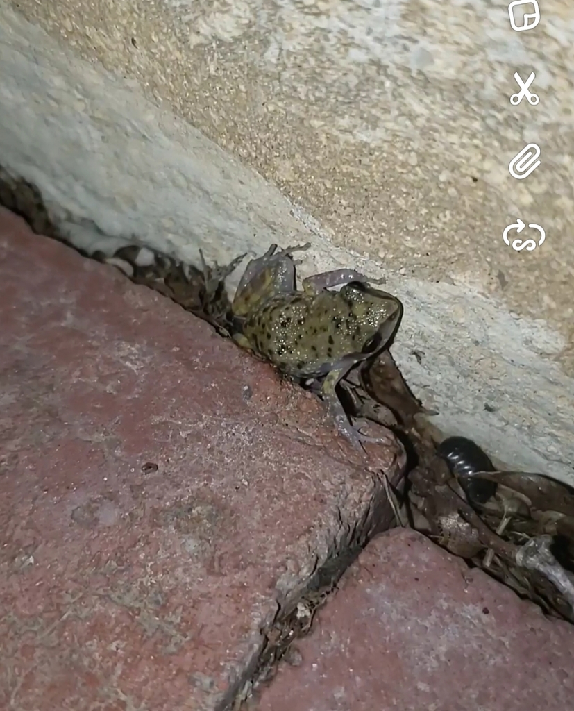 Frogs and Toads from 2924 Candleberry Dr, Schertz, TX 78154, USA on ...