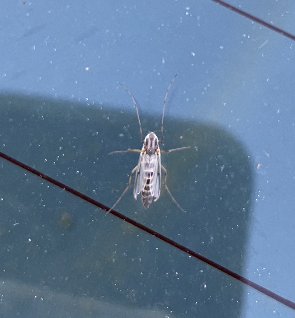 Non-biting Midges from Virginia Polytechnic Institute and State ...