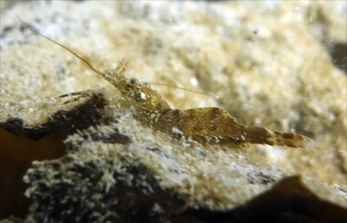 Camarón de Stimpson (Heptacarpus stimpsoni)