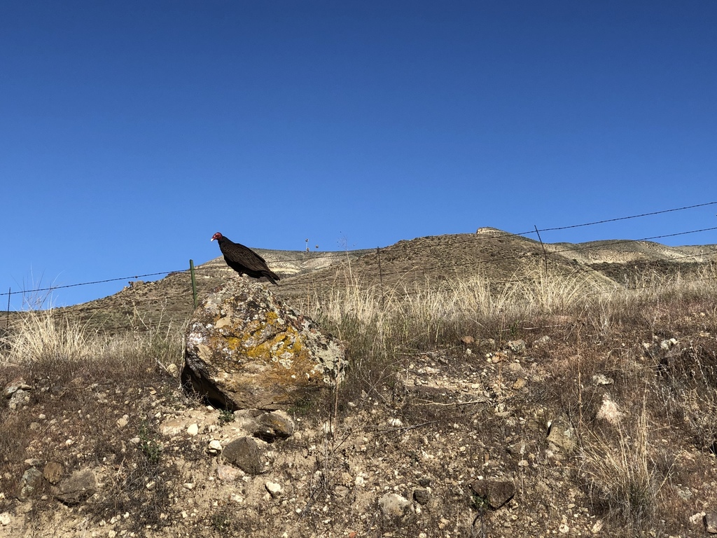 Turkey Vulture from Owyhee Lake Rd, Nyssa, OR, US on April 28, 2020 at ...