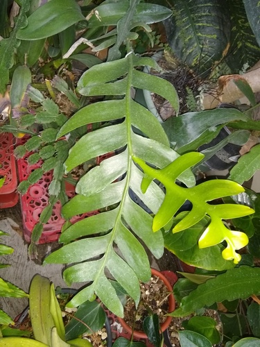 Pitayita nocturna corazón de oro (Epiphyllum chrysocardium)