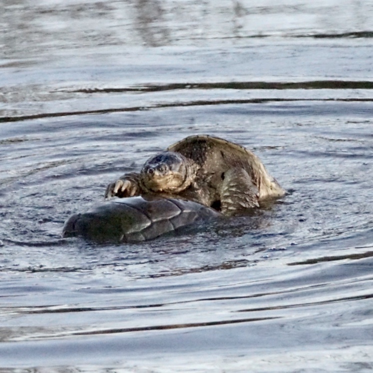 Common Snapping Turtle from Stapleton, Denver, CO, US on April 28, 2020 ...