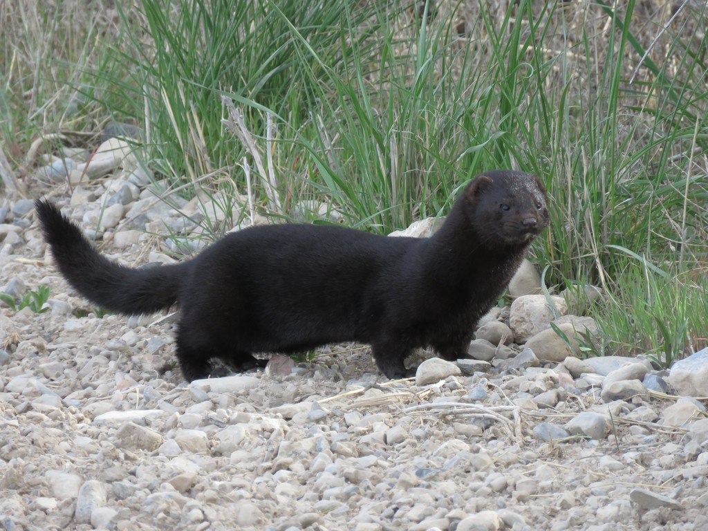 American Mink from Lake Shore, UT 84660, USA on April 28, 2020 at 09:28 ...