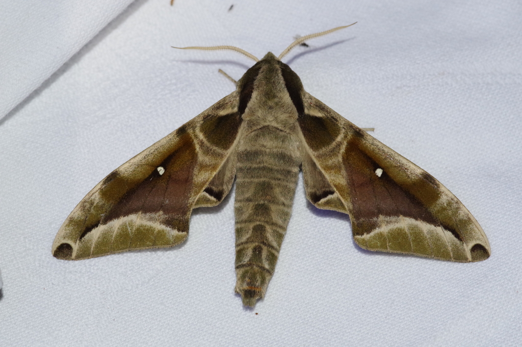 Parum colligata from 日本、〒905-1422 沖縄県国頭郡国頭村字宜名真 on February 27, 2019 at ...