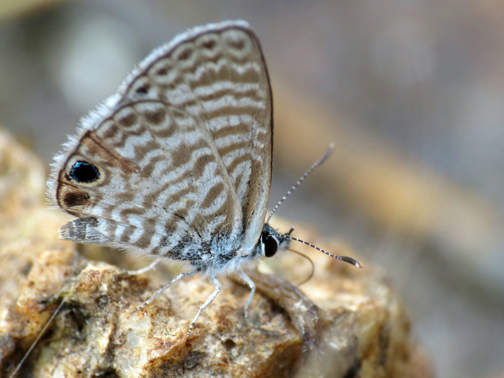 Marine Blue (Butterflies of San Mateo County) · iNaturalist