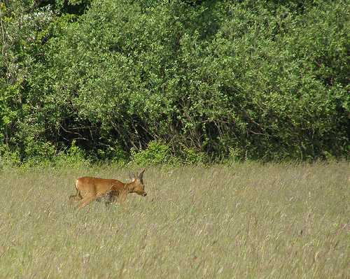 European Roe Deer (Pyrenees' Biodiversity) · iNaturalist