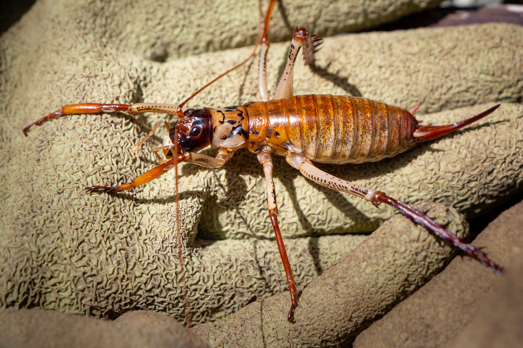 Auckland Tree Weta from Beauvoir Avenue, Matakatia, Auckland, NZ on ...