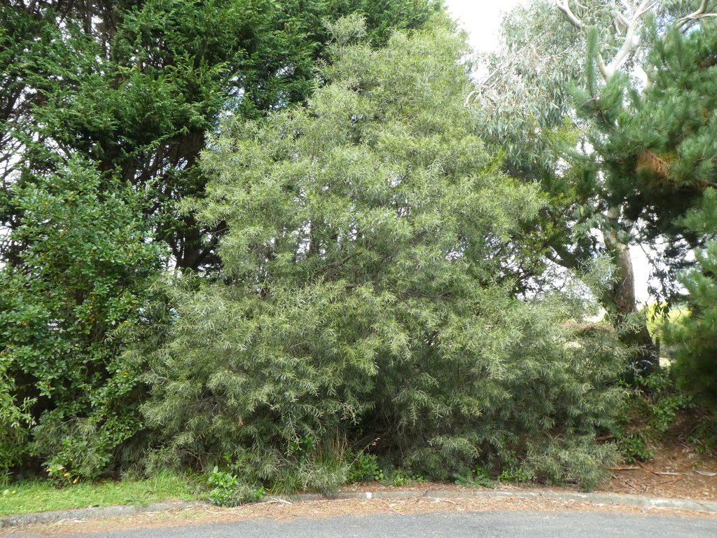 longleaf wattle from Woodburn Drive, Tawa, Wellington 5028, New Zealand ...