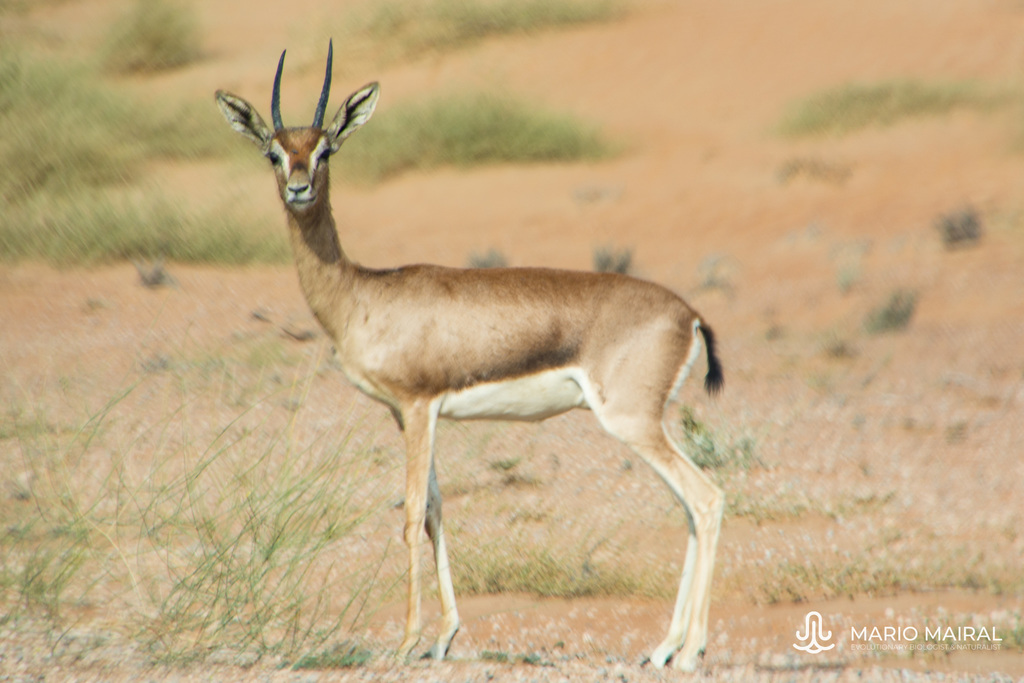 Arabian Gazelle (Gazella arabica) - Know Your Mammals