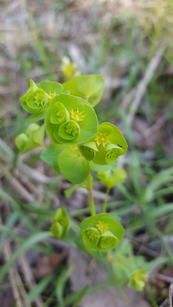 wood spurge (Euphorbiaceae of Virginia - Plants with Seeds with a ...