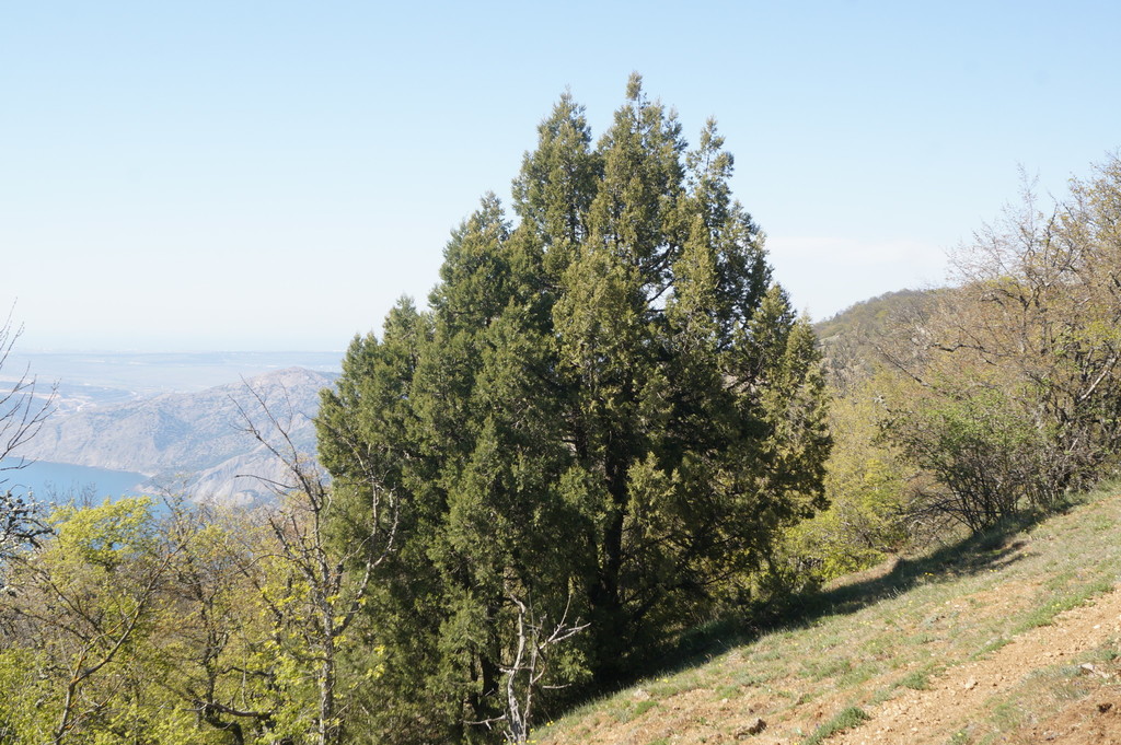 Greek juniper (Juniperus excelsa) - Botanical Realm