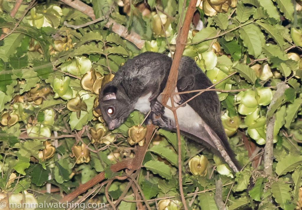 Typical Anomalures (Anomalurus) - Know Your Mammals