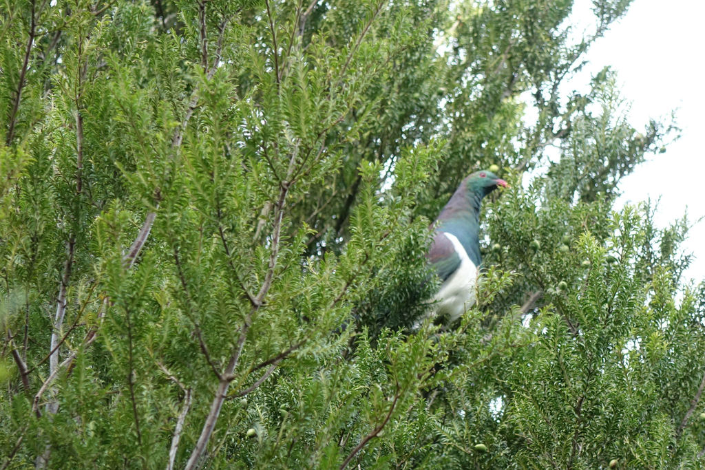 New Zealand Pigeon from Leith Valley 9010, New Zealand on April 29 ...