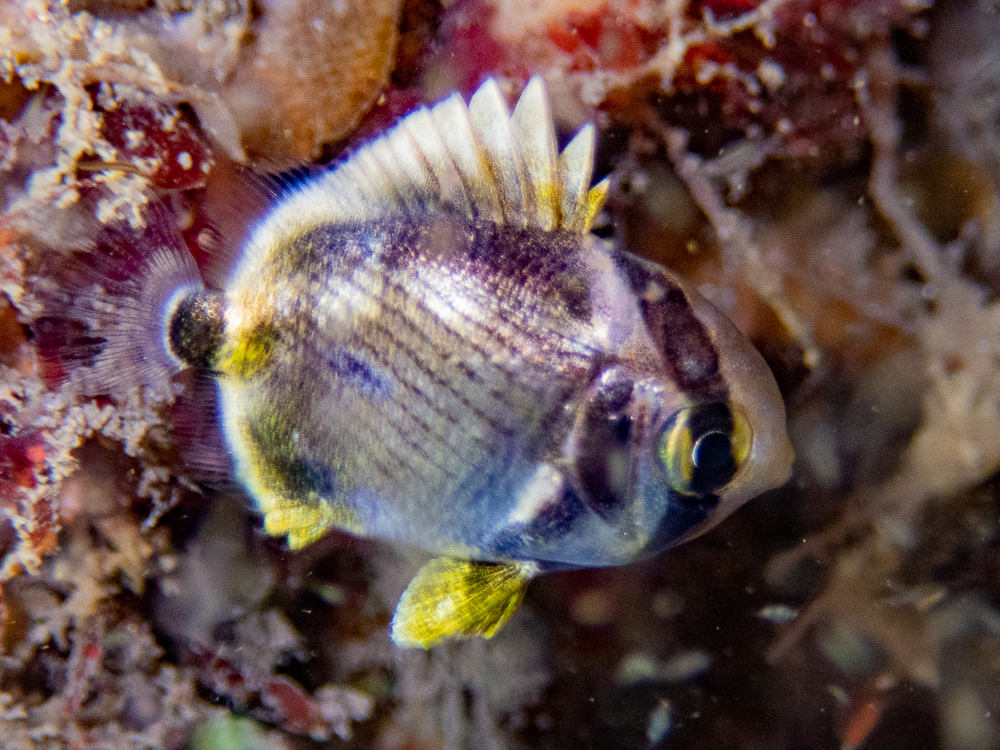 Blackback Butterflyfish (Fishes of Chowder Bay, Sydney, Australia ...