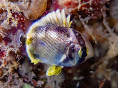 Fishes of Chowder Bay, Sydney, Australia · iNaturalist