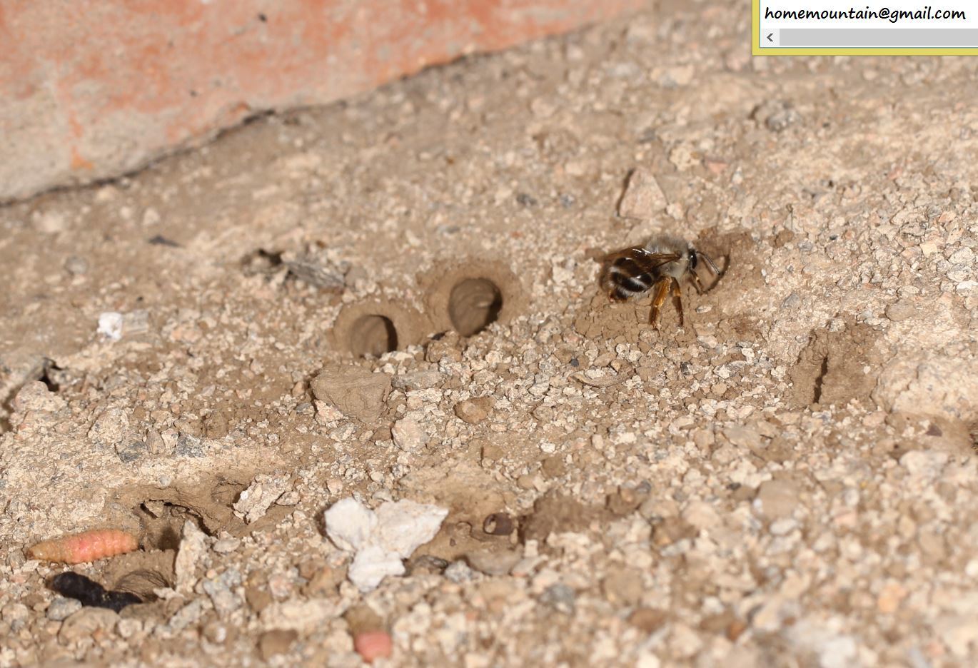 Anthophora melanognatha Cockerell, 1911