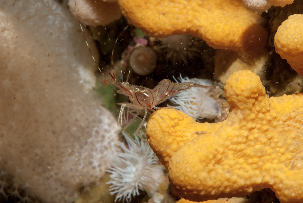 Aesop Shrimp (Shrimp of the Gulf of St Lawrence / Crevettes du golfe du ...