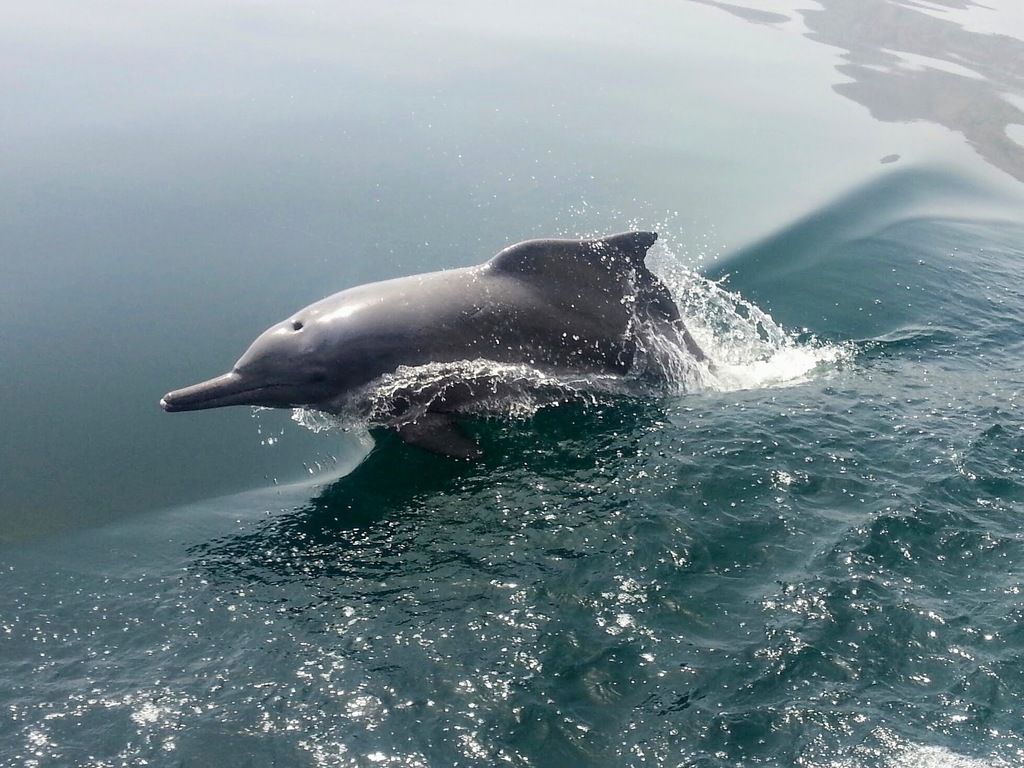 Indian Humpback Dolphin in April 2013 by pavlaki1968. These dolphins ...