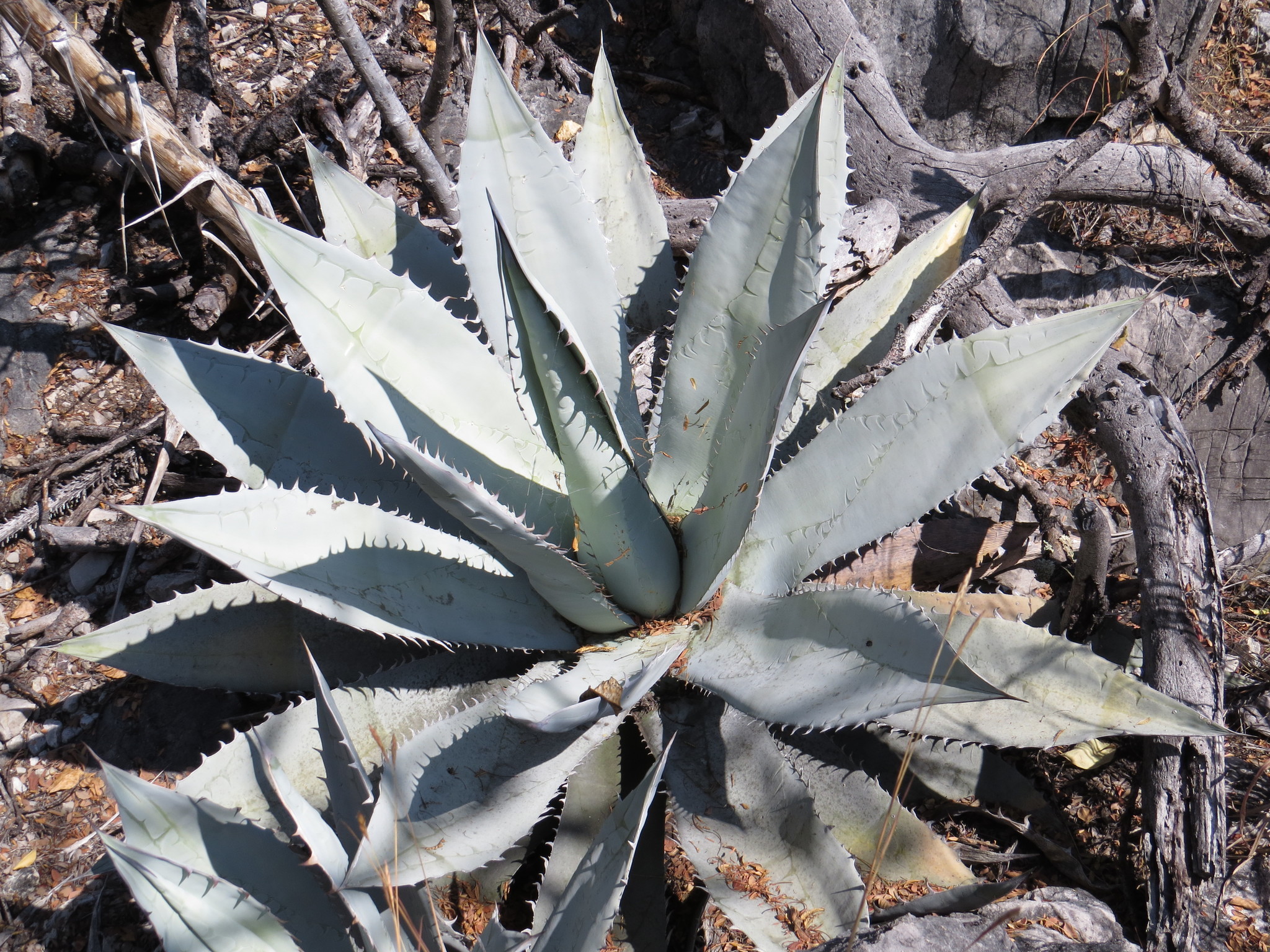 Agave titanota Gentry