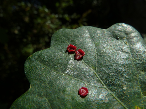 Subspecies Neuroterus albipes reflexus · iNaturalist