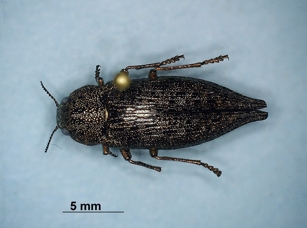 Flat-headed Hardwood Borer from North Hatley, Estrie, QC, Canada on ...