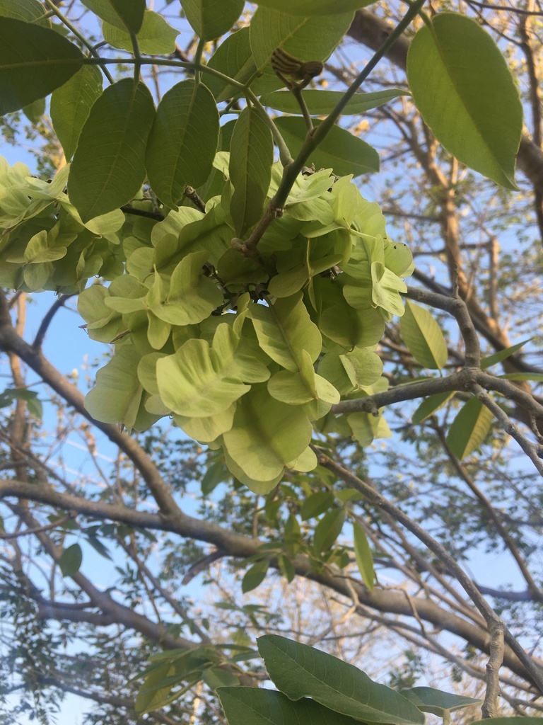 Barbasco (Guia de Plantas del Municipio de Cancun) · iNaturalist