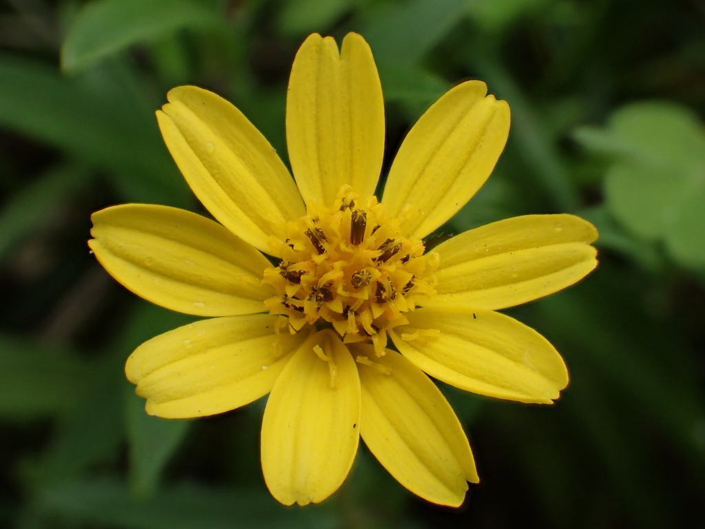 Wedelia (Sphagneticola calendulacea) - Botanical Realm