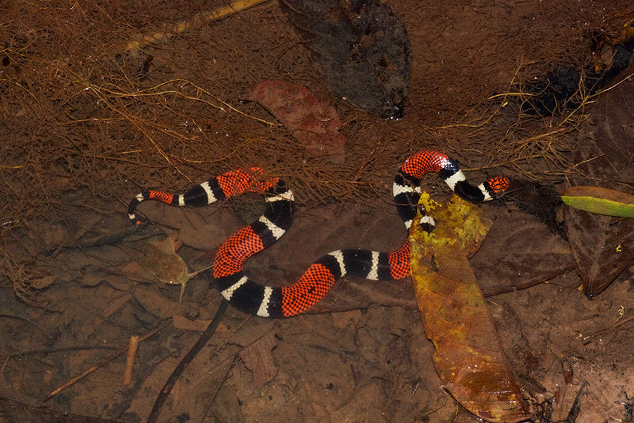Aquatic Coralsnake (Micrurus surinamensis) - Snakes and Lizards