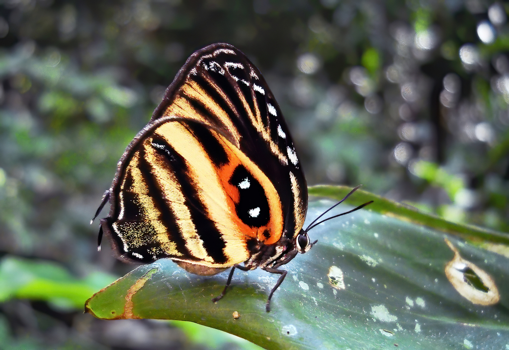 Gossamer-winged Butterflies (Moths and Butterflies of Massachusetts ...