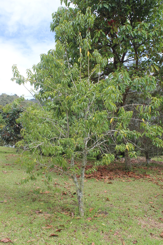 Ilex laurina from La Ceja, Antioquia, Colombia on April 28, 2020 by ...