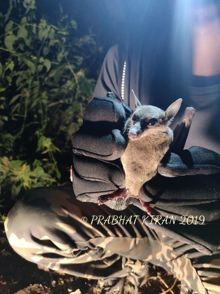 Lesser Dawn Bat from Baglung, Nepal on October 18, 2019 at 07:08 PM by ...