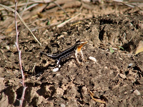 Chaco Smooth-throated Lizard (Liolaemus chacoensis) - Snakes and Lizards