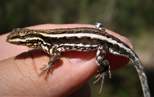 Chaco Smooth-throated Lizard (Liolaemus chacoensis) - Snakes and Lizards