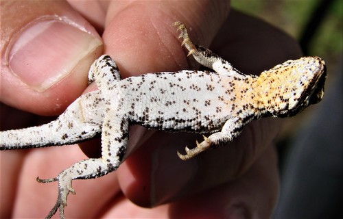 Chaco Smooth-throated Lizard (Liolaemus chacoensis) - Snakes and Lizards