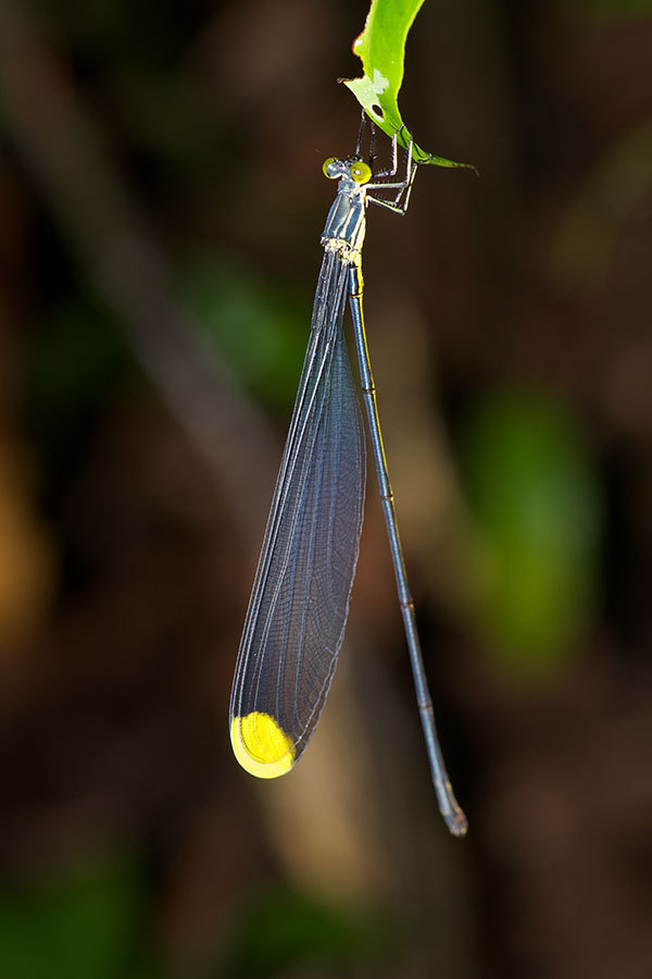 Mecistogaster ornata (Costa Rica Insects) · iNaturalist