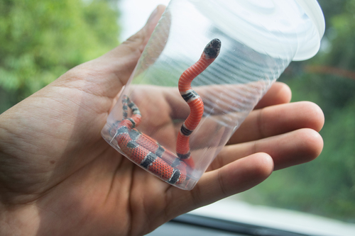 Antioquian Coralsnake (Micrurus dumerilii antioquiensis) - Snakes and ...