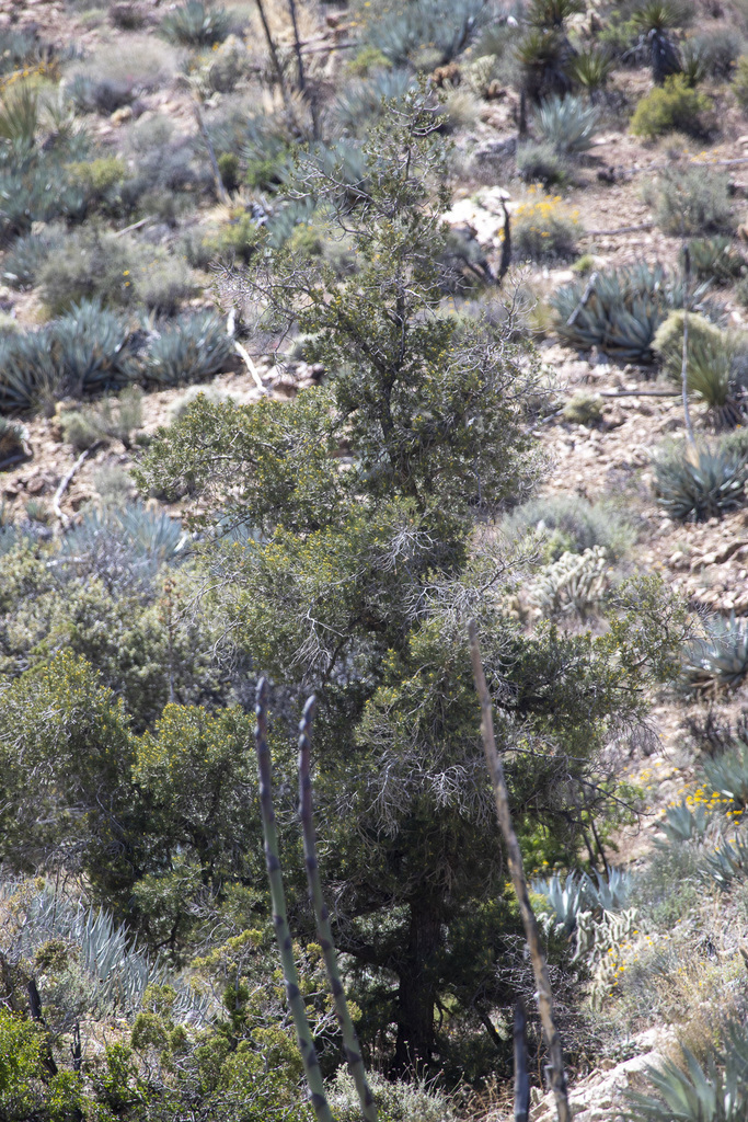 singleleaf pinyon from Santa Rosa Wildlife Area, Riverside, California ...