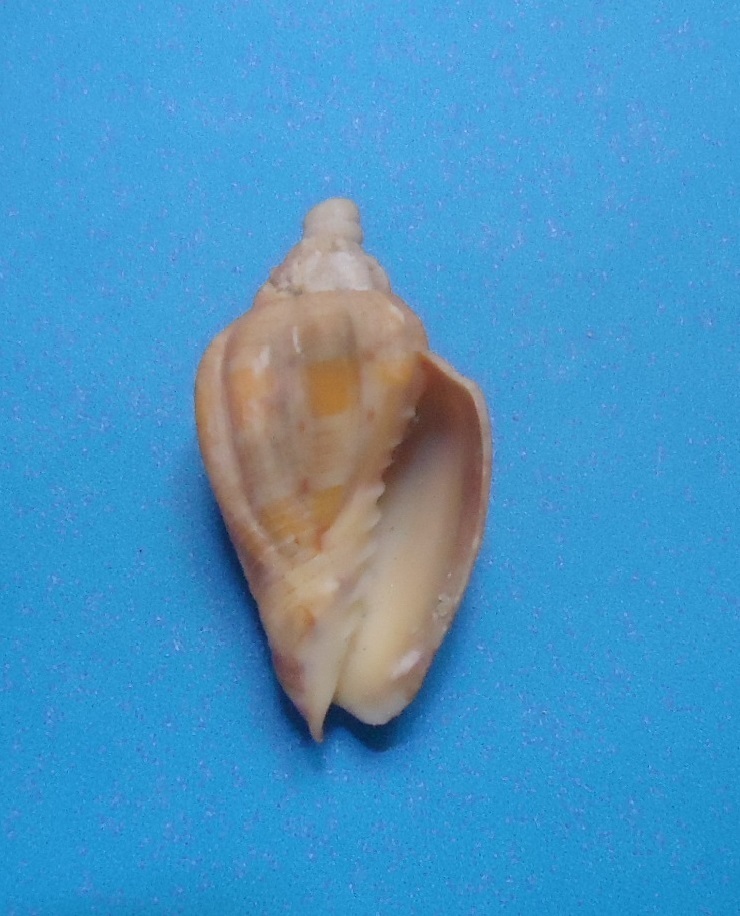 Hebrew volute from Pau Amarelo, Paulista - PE, Brasil on March 24, 2020 ...