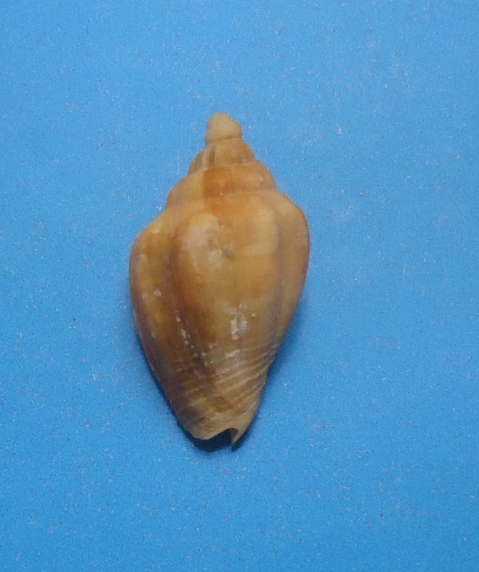 Voluta ebraea Linnaeus, 1758