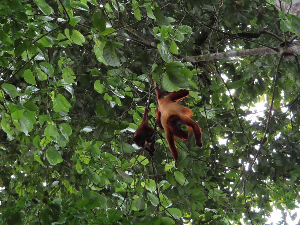 Guianan Red Howler Monkey (Alouatta macconnelli) - Know Your Mammals