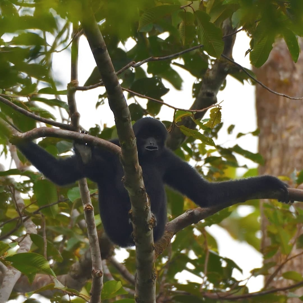 Dwarf Gibbons (Hylobates) - Know Your Mammals
