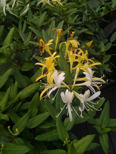 Japanese Honeysuckle (Invasive Exotic Plants of North Carolina ...