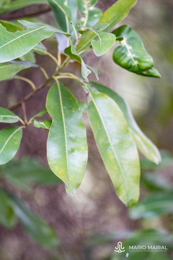 Sideroxylon canariense (Tenerife Plants Ericales) · iNaturalist