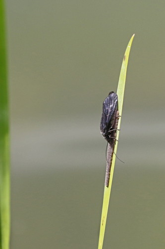 Sialis infumata species group (Complex Sialis infumata) · iNaturalist ...